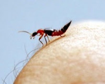 Com a chegada do período chuvoso, queimaduras do inseto potó reaparecem ...