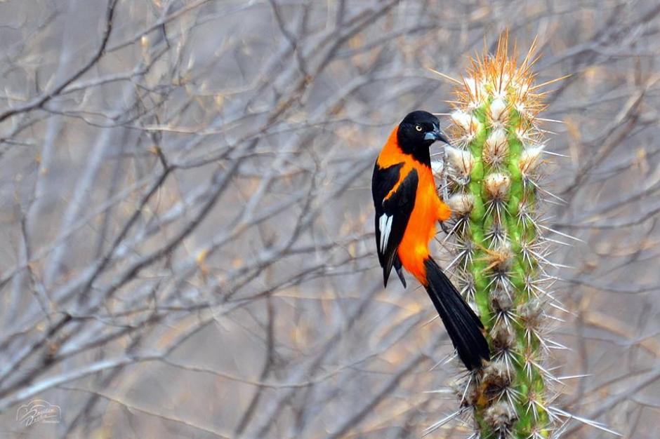 fauna-e-flora-na-caatinga-337054 - Portal É Notícias