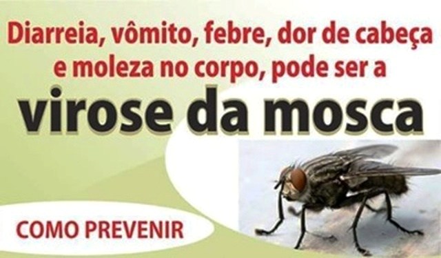 Virose da mosca” deixa pessoas doentes na região de Picos; saiba como ...